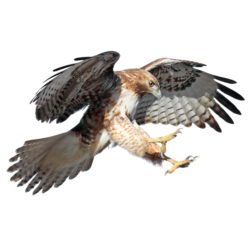 Athletics | Hallen School